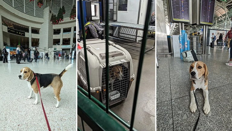 Dog Travel Crates: IATA Standards, Model Summaries & Measurements